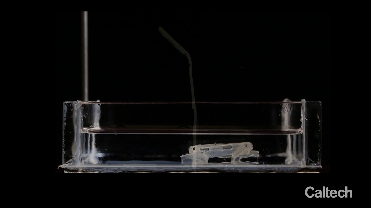 Multifunctional Soft Robots