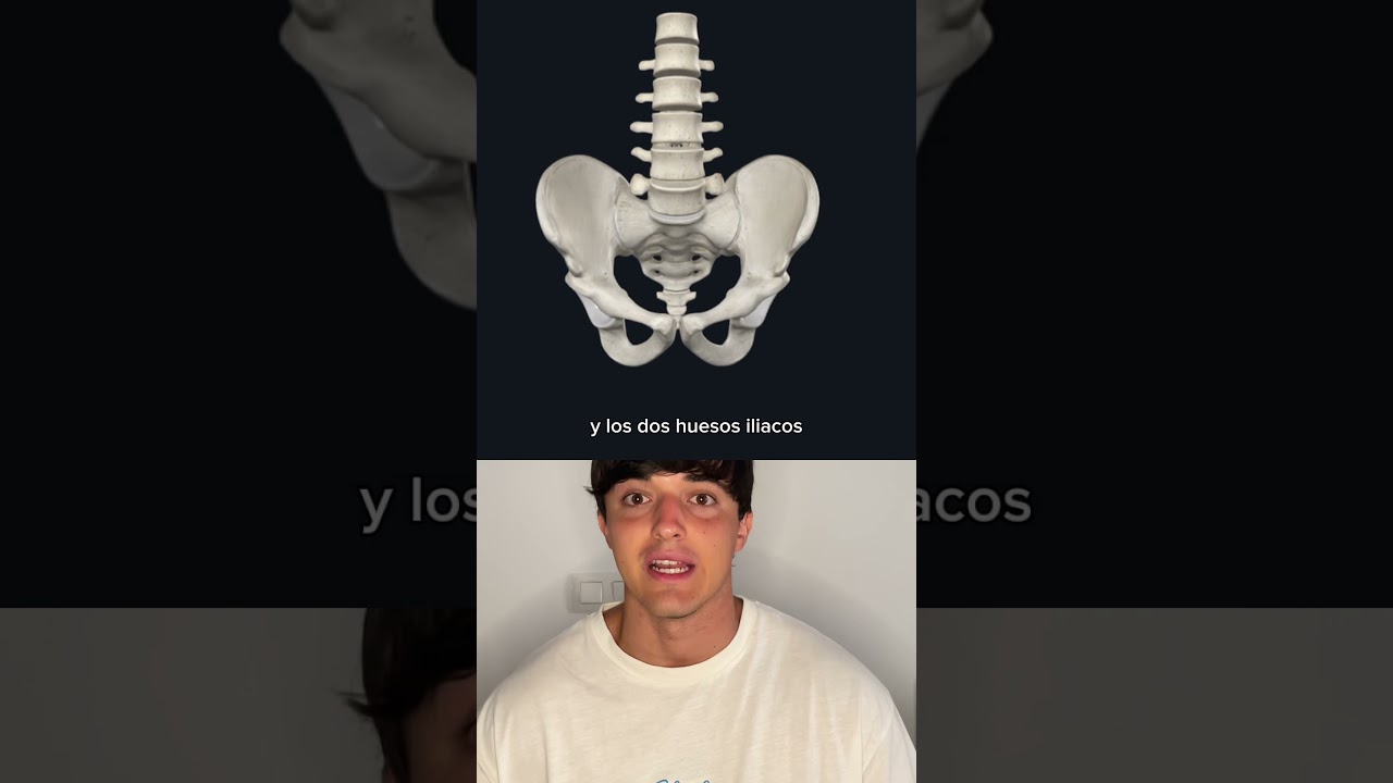 The largest bone in the human body