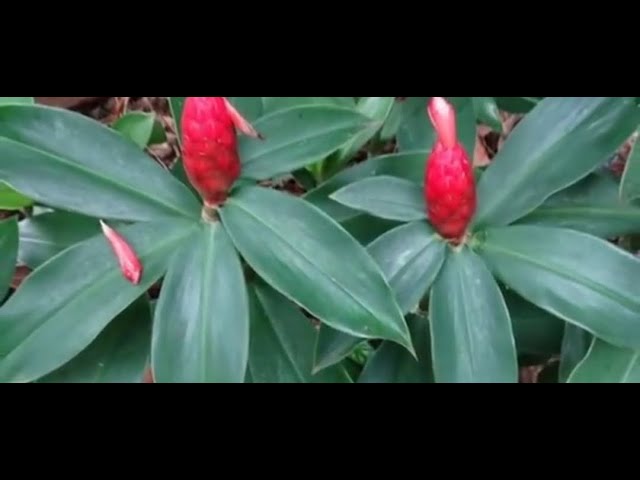 Descubra 74 Benefícios do chá da Cana do Brejo | Cantinho do Video ...