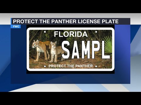 The Florida panther is slowly moving north – a key to their comeback