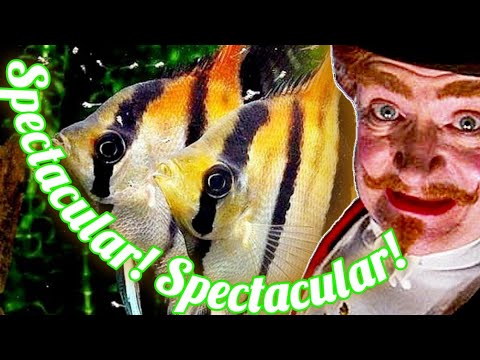🟡 TOP 10 SPECTACULAR FRESHWATER ANGELFISH FOR YOUR FISH TANK OR TROPICAL COMMUNITY AQUARIUM