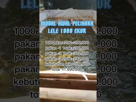 BERAPA SI MODAL AWAL PER 1000 EKOR LELE,SAMPAI PANEN?