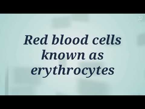 Other names of RBC|| WBC and|| Platelets||