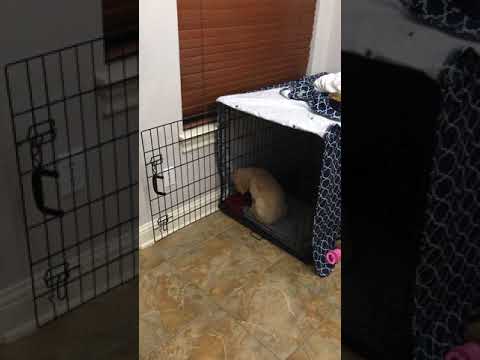 Successfully crate trained my 8 week old golden retriever puppy within three days