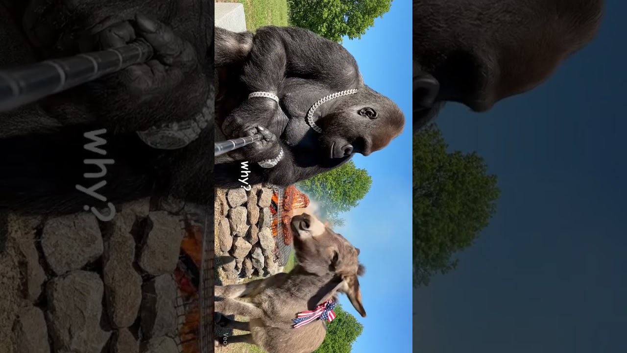 Dad jokes.. Employee at the calendar company with Zumo and Donkey #dadjokes #darkcomedy