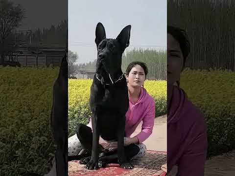 This dog is creating the new generation 666