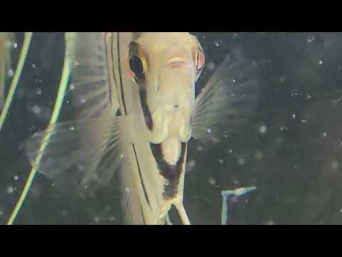 Angelfish Pectoral fin rot. - Diseases - Aquarium Co-Op Forum