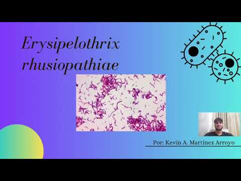 Erysipelothrix On Chocolate Agar