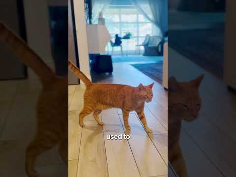 How to: Introducing Cats to Dogs