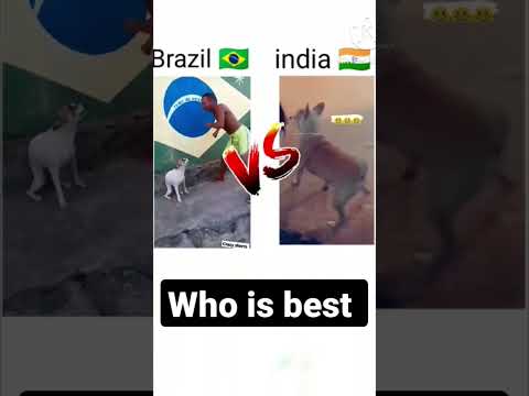 Brazil🇧🇷 dog dance V/S india🇮🇳 dog dance #india #dog dance