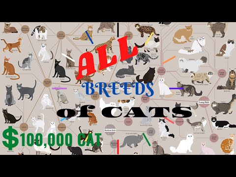 All Breeds of Cats and their average price / All breeds of cats from A-Z