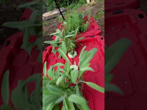 DIY Garden Hack