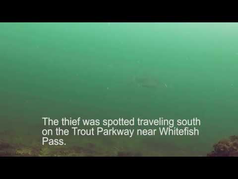 Underwater Crime - special report