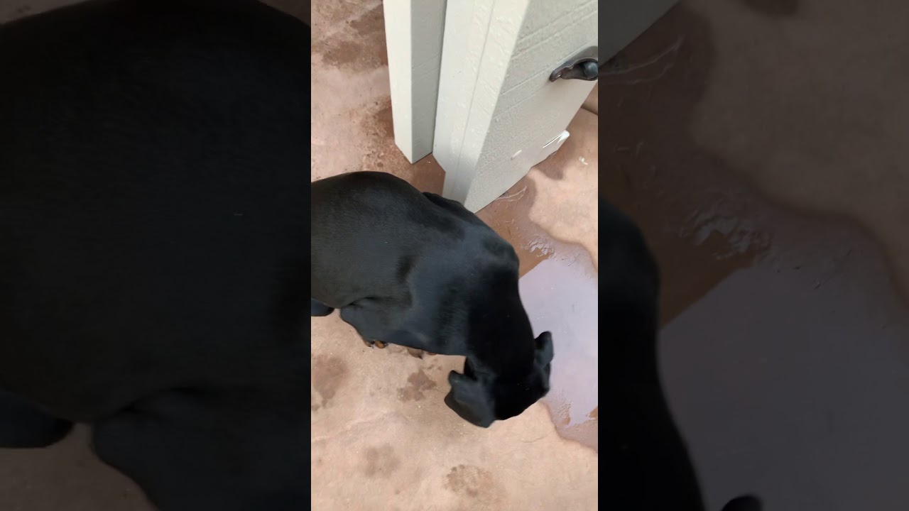 Apollo Doberman pincher puppy 9 weeks old