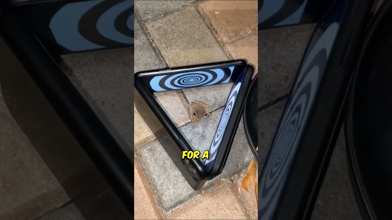 Hypnotizing a Frog Gone WRONG?! 😱🔥 (@j_tocci on TikTok) #shorts