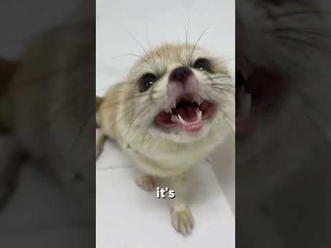 What Makes Fennec Foxes So Wild? ๐ค