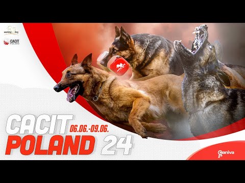 CACIT POLAND 2024 / Bert Aerts / Taybo van de Berlex-Hoeve / protection / workingdog