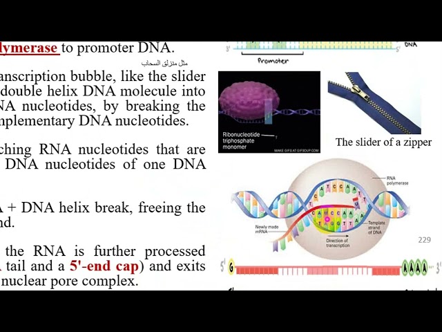 Understanding the Journey from Gene to Protein: A Comprehensive ...