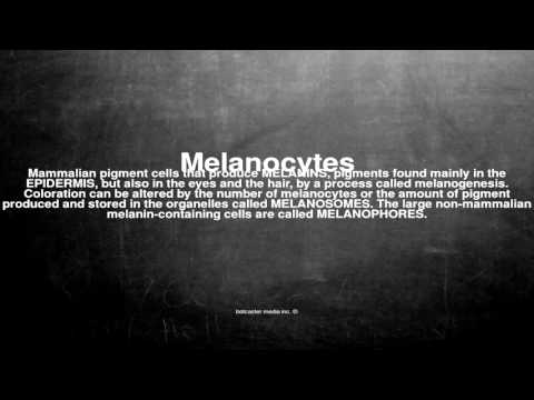 Medical vocabulary: What does Melanocytes mean