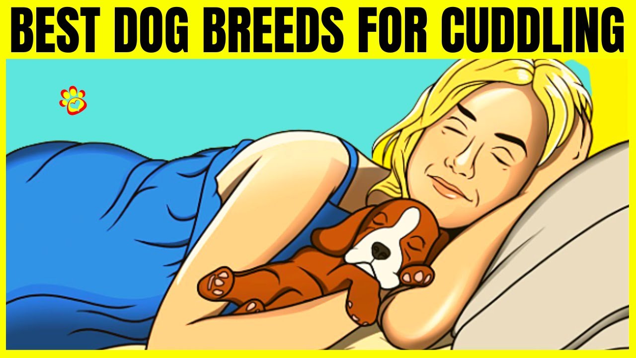 21 Best Dog Breeds For Cuddling