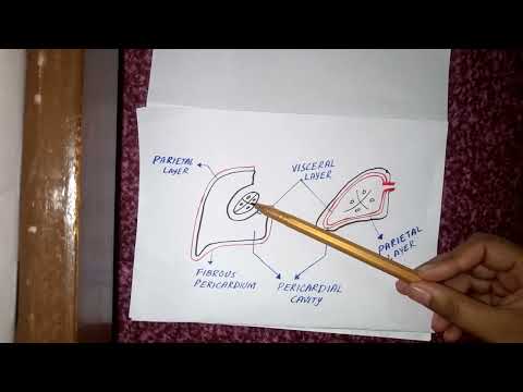 Pericardium 1/2 | Fibrous Pericardium | Serous Pericardium | Anatomy | Malang Medicose