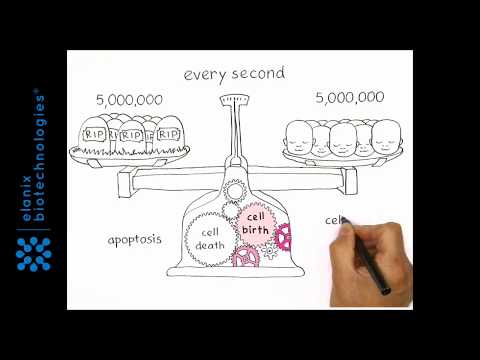 The Science of Progenitor Cells