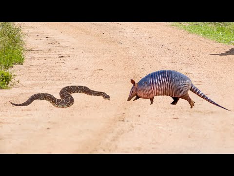 Rattlesnake attacks armadillo! Look what happened!