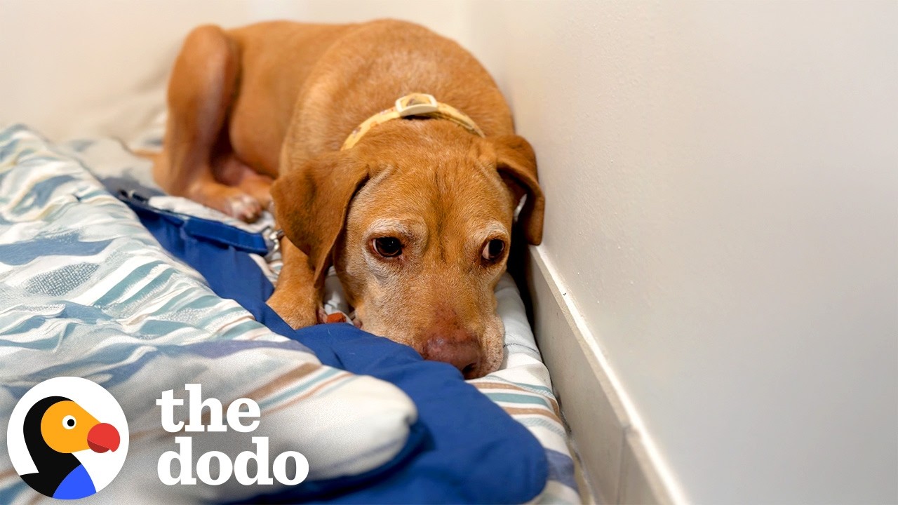 A Very Sweet Update To An Already VERY Sweet Story | The Dodo