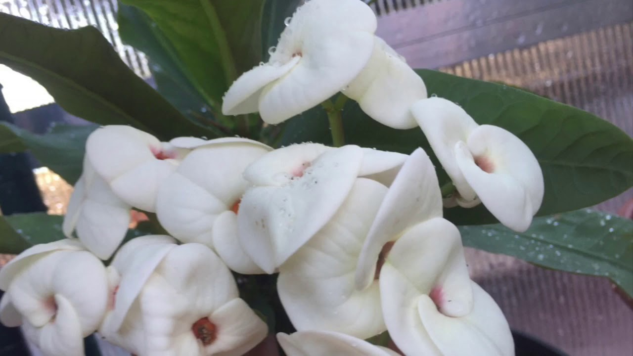 La Princesa Blanca,, Corona De Cristo
