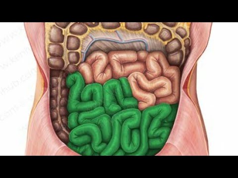 anatomical structures of small intestine, duodenum, ileum and jejunum @goodmedicine5056
