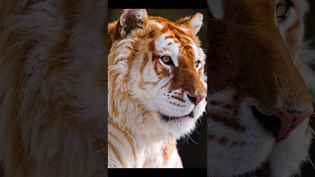 Amazing wallpapers. ) 2