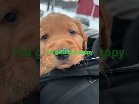 His name is scout and he is a golden retriever puppy I’ll post more when I get him next Thursday