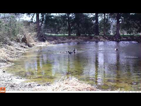 Three Wood Duck Drakes and One Female - Interesting Behavior