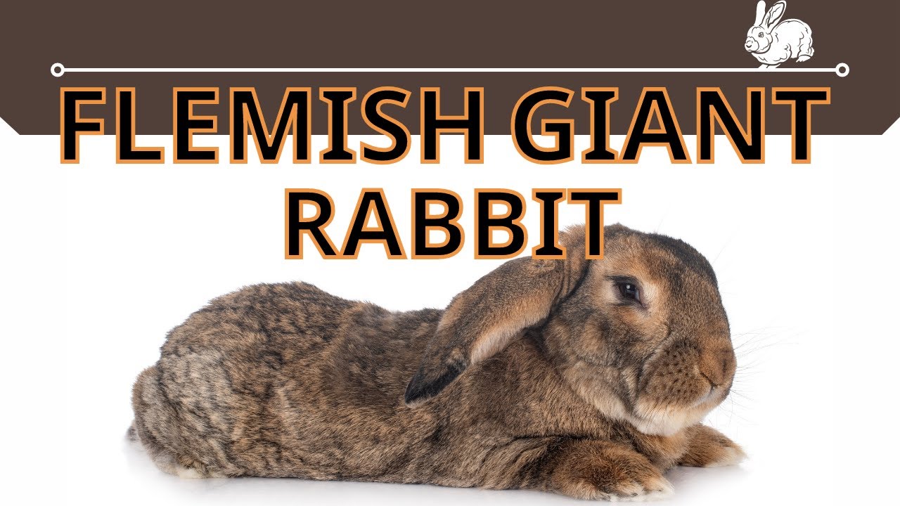 All About Flemish Giant Rabbits! (Oryctolagus cuniculus)