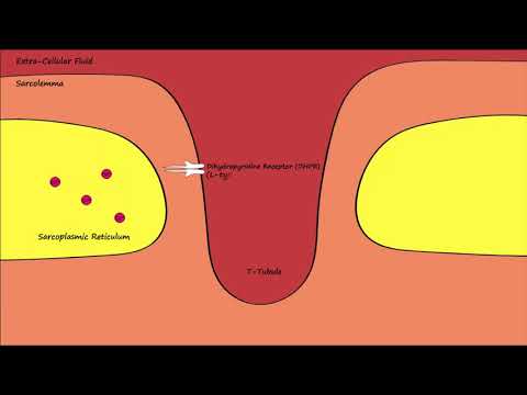 Dihydropyridine & Ryanodine Channels - Excitation/Contraction Coupling