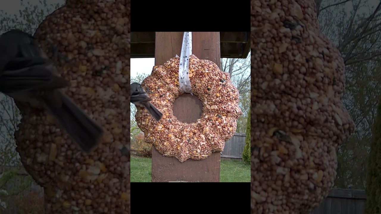Brian's Birdseed Wreaths