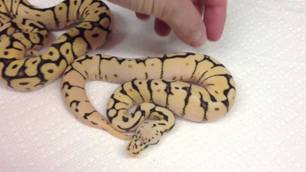 Morphs 101 - Bumblebelly
