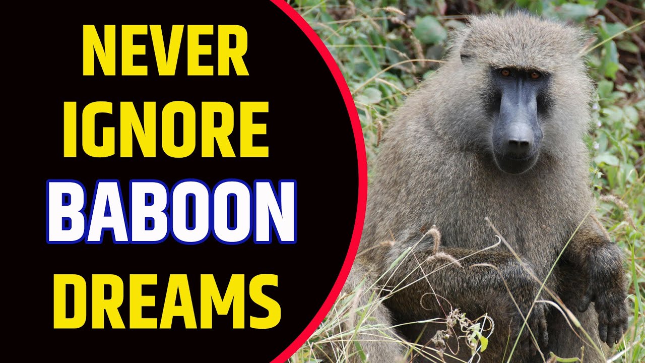 Baboon in Dream Meaning | Dreaming of Baboon | Baboon Dream Interpretation