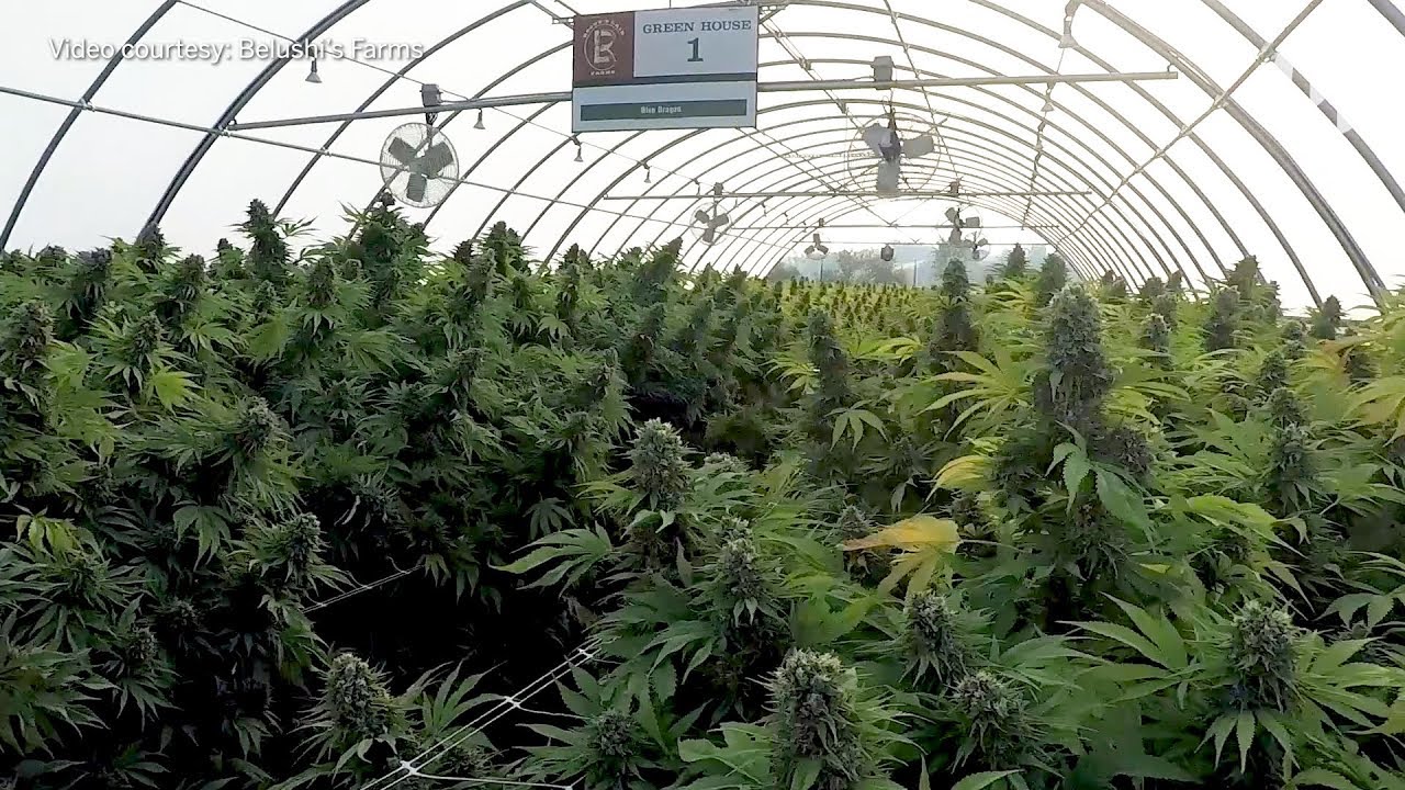 A look inside Jim Belushi's 93-acre cannabis farm in Southern Oregon