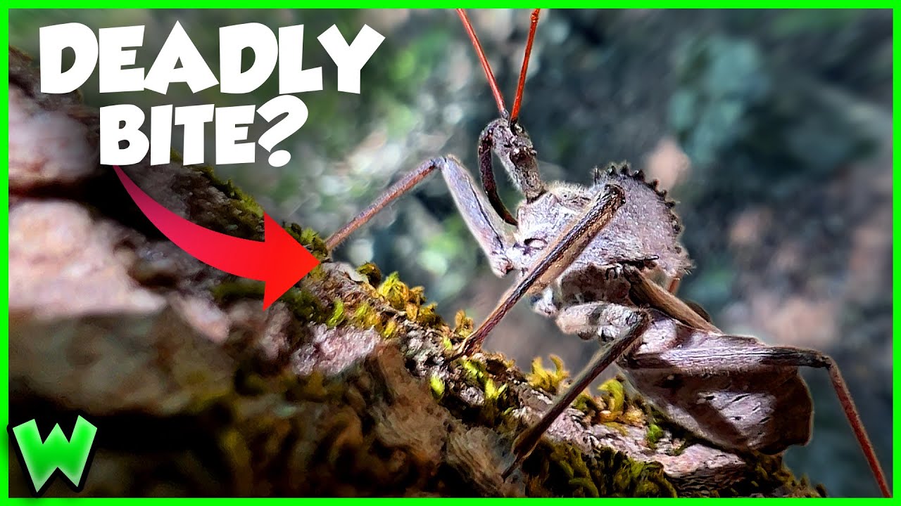 America's LARGEST ASSASSIN BUG! Is it Dangerous?