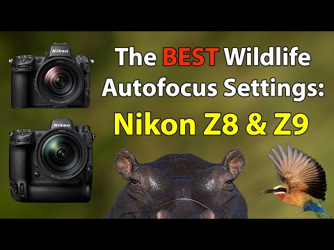 Nikon Z8 & Z9: The ultimate AF setup for wildlife photography (1695)