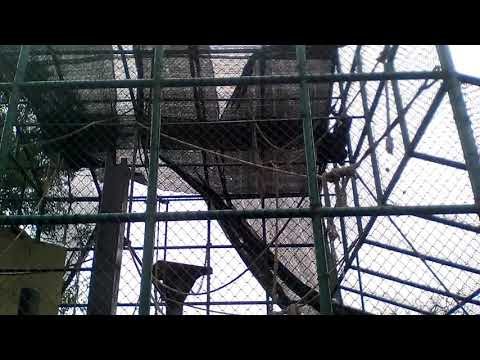 Gorilla drama in central zoo of Kathmandu