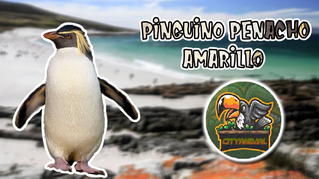 enciclopedia de animales del mundo : pingüino penacho amarillo