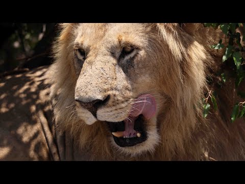 Life Cycle of Serengeti Cats: From Cubs to Kings