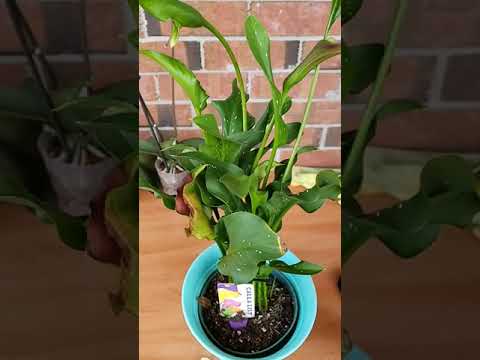 My calla lily #shorts
