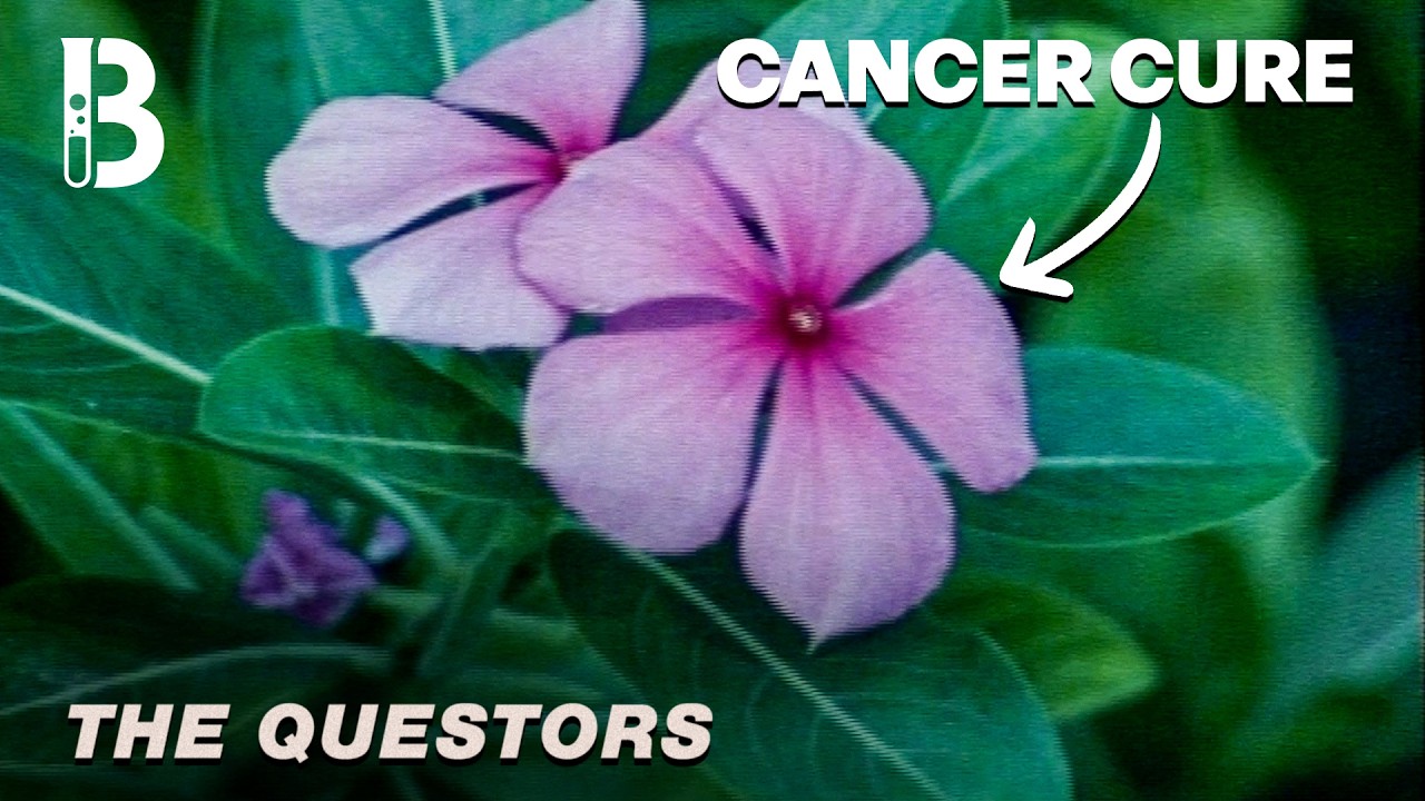 How a Simple Periwinkle Plant Became a Powerful Modern Anti-Cancer Drug | Blueprint