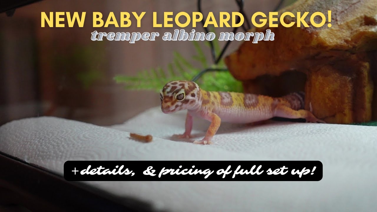 Baby Leopard Gecko (Tremper Albino) + Pricing & Setup