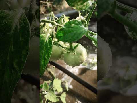 Peaceful Village Morning 🌄 | Watering Tomatoes #lifeinthevillage #garden #TomatoCare #OrganicGarden