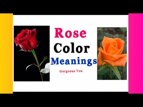 🌹Rose Color Meanings: 5 Shades & What They Symbolize 🌹 Gorgeous You 🌹