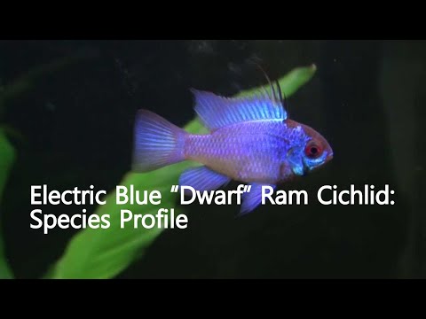 Electric Blue “Dwarf” Ram Cichlid (Mikrogeophagus ramirezi) Species Profile